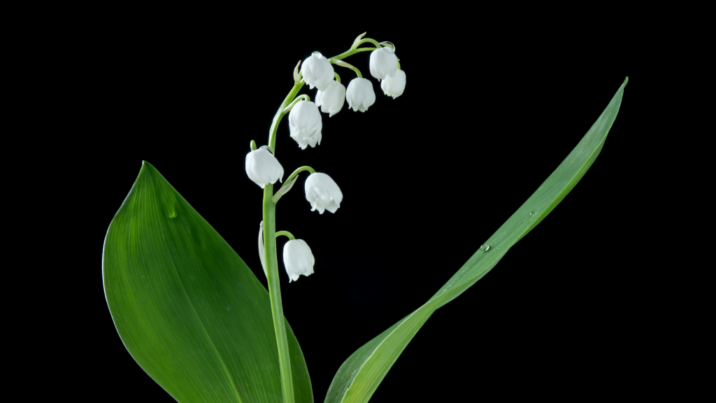 Ten Most Tenable: Top Albums of May 2025 – The Untenable Pedant